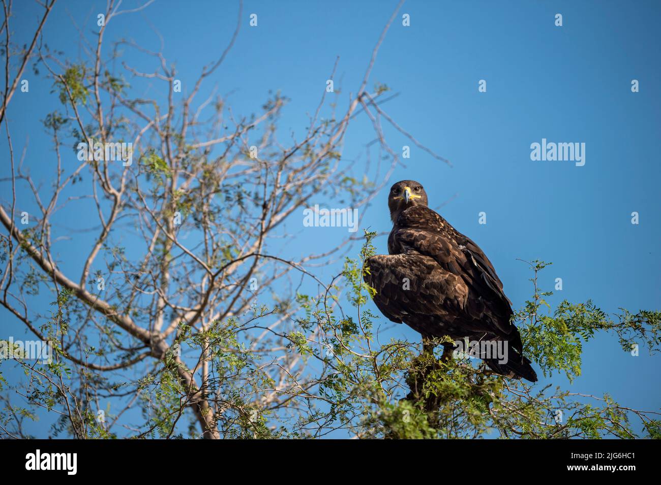 Greater spotted eagle or Clanga clanga large bird of prey closeup or ...