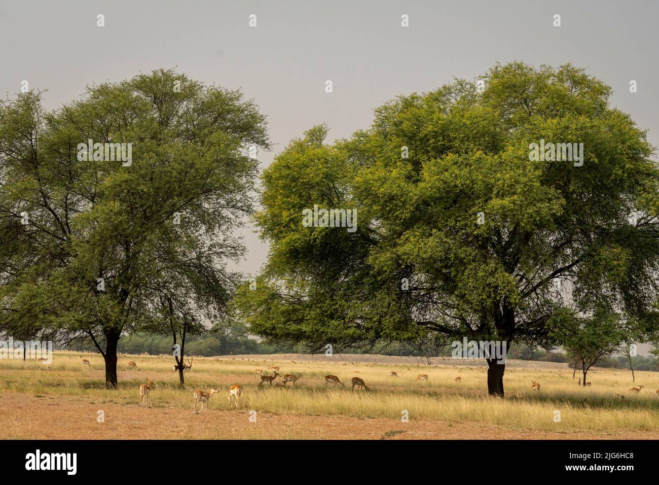 large group or herd of wild blackbuck or antilope cervicapra or indian ...