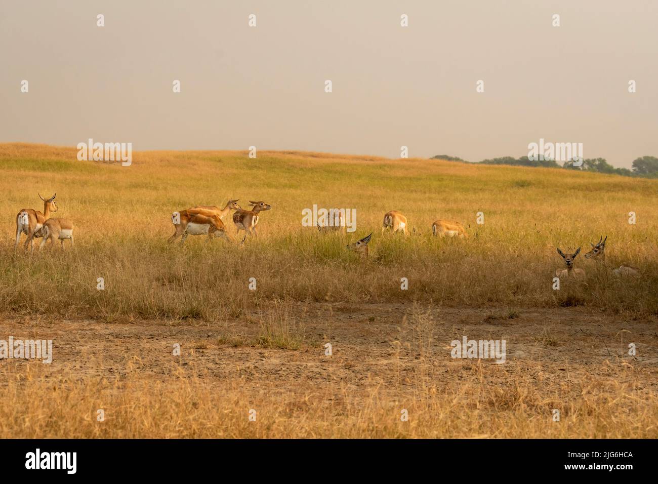 Indian blackbuck herd hi-res stock photography and images - Alamy