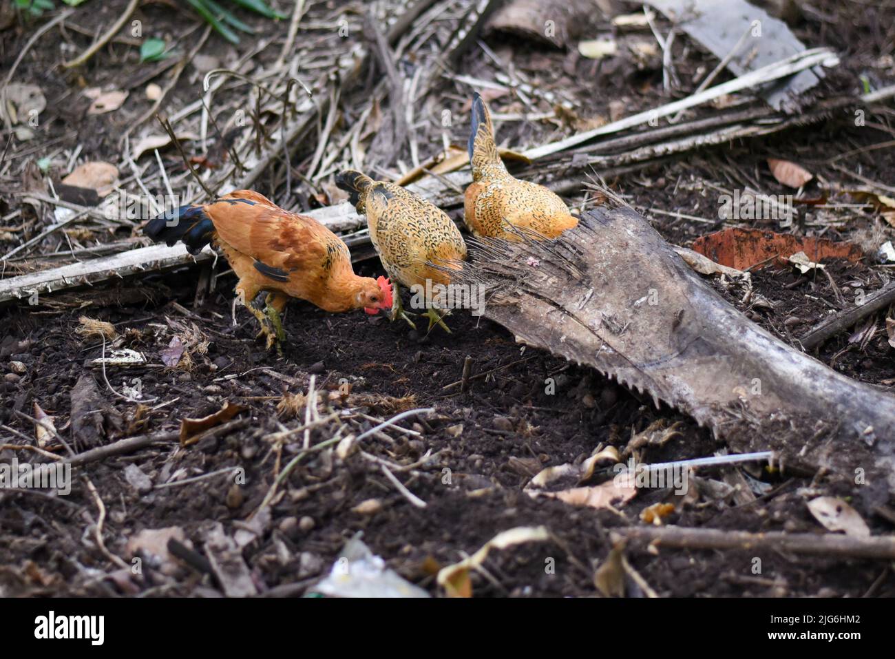 Finding food hi-res stock photography and images - Alamy
