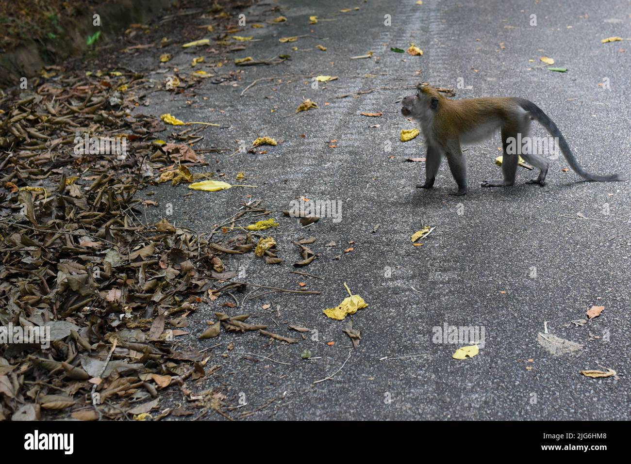 Monkey crossing road hi-res stock photography and images - Alamy