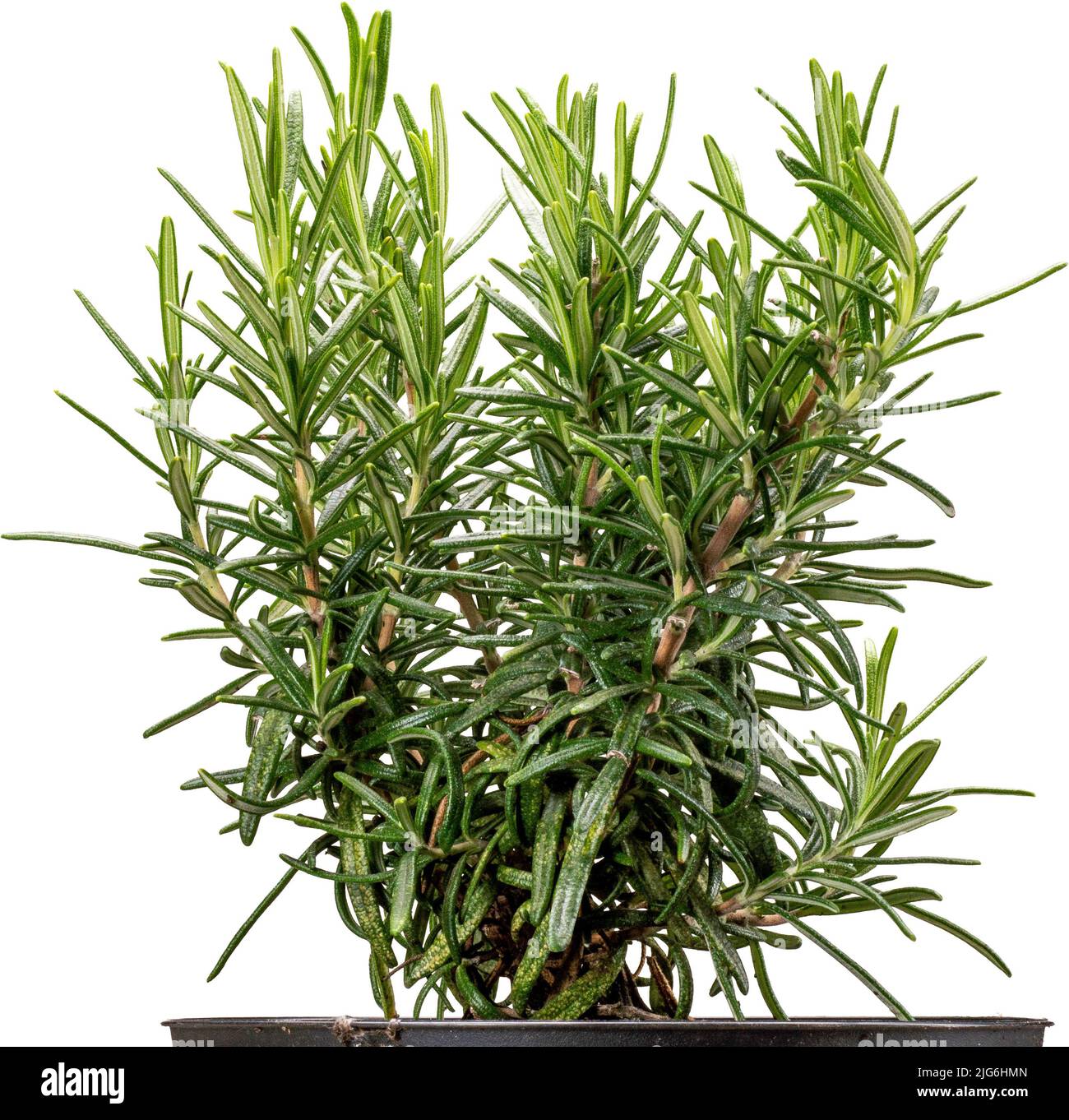 Fragrant small rosemary bush isolated without background Stock Photo ...