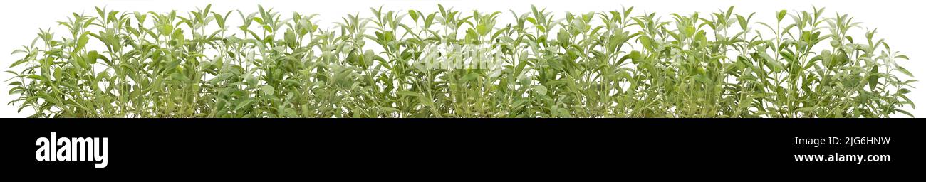 Fragrant sage bushes in a row isolated with no background Stock Photo ...