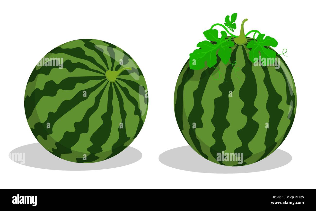 Whole ripe watermelon. Autumn harvest of watermelons in farmer field ...