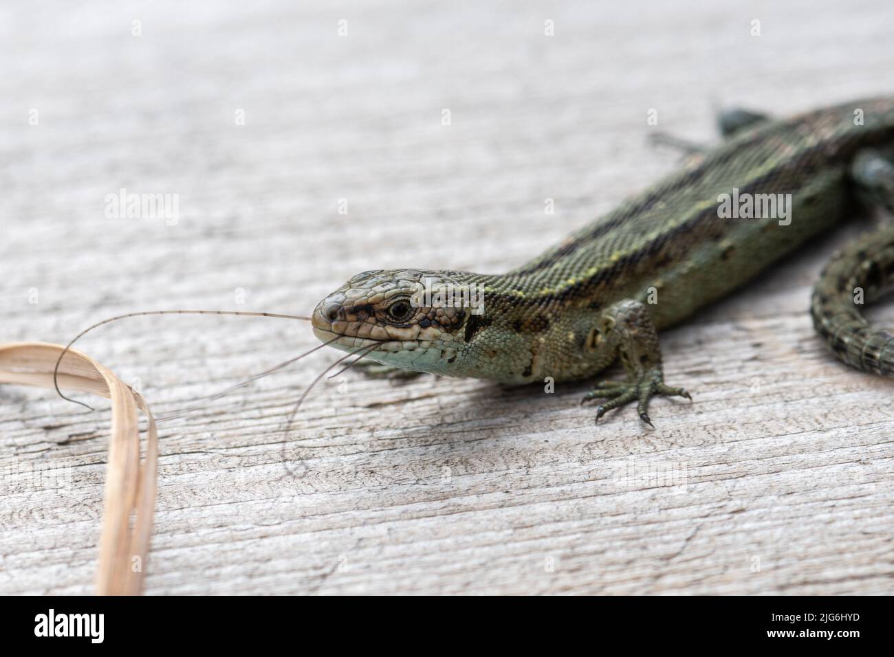 Common lizard (Zootoca vivipara, also called viviparous lizard ...