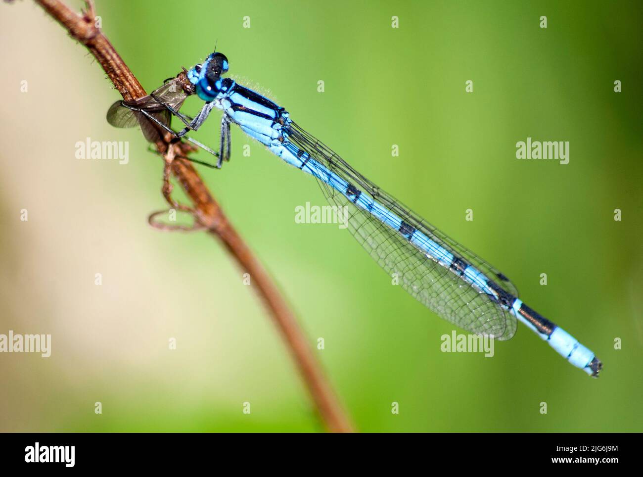 Enallagma cyathigerm - Common blue damselfly eating a fly Stock Photo ...