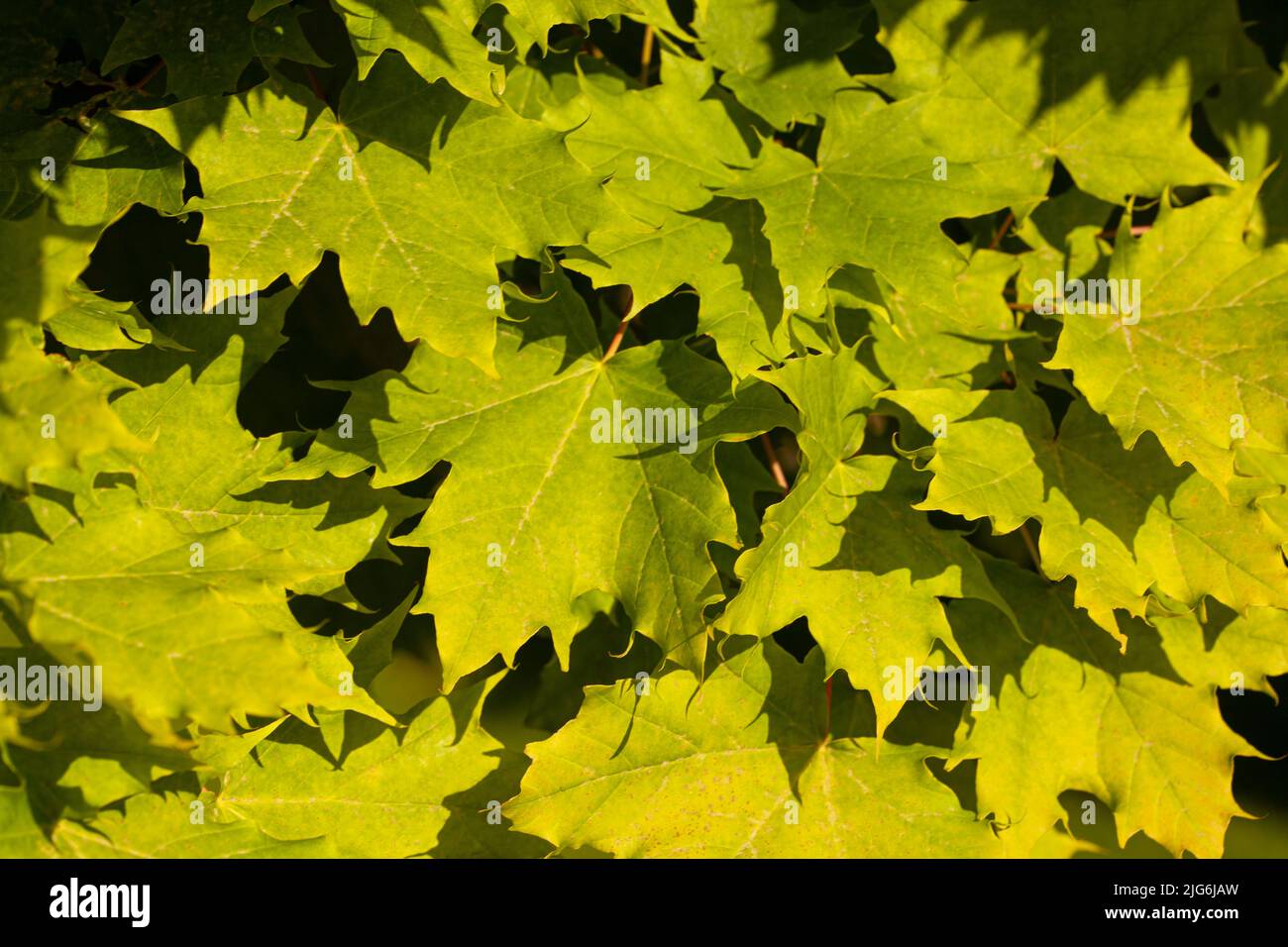 Green nature background with maple leaves Stock Photo - Alamy