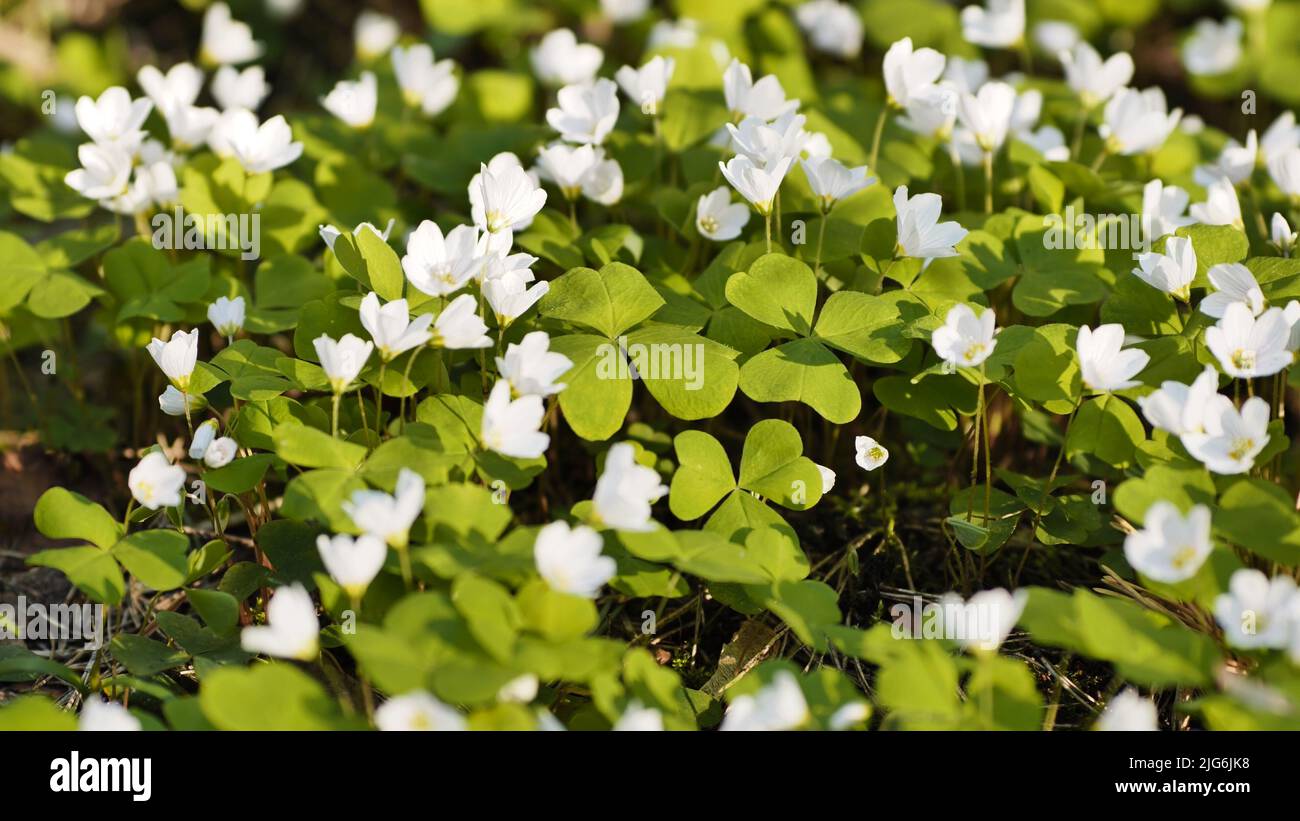 White Oxalis blooms in the forest in spring Stock Photo - Alamy
