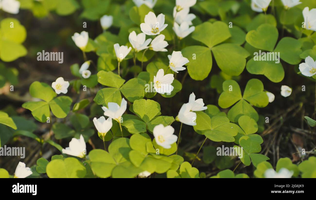 Common white oxalis hi-res stock photography and images - Alamy