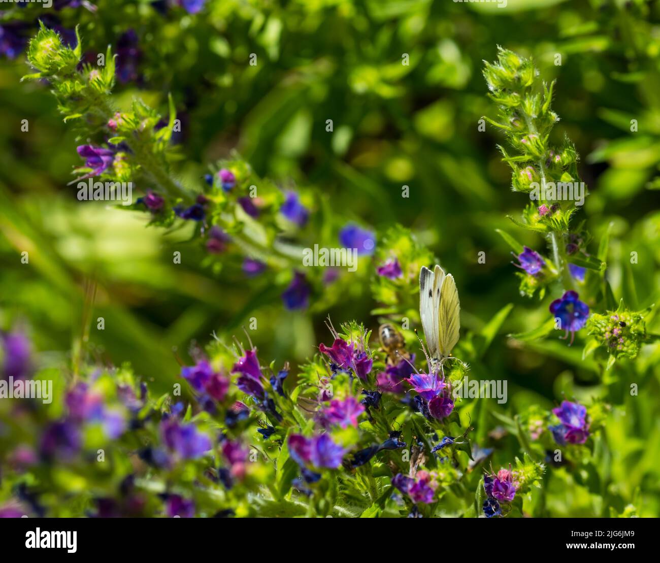 A butterfly feasting on nectar from an Echium vulgare. Blooming meadow in sunny summer day ...