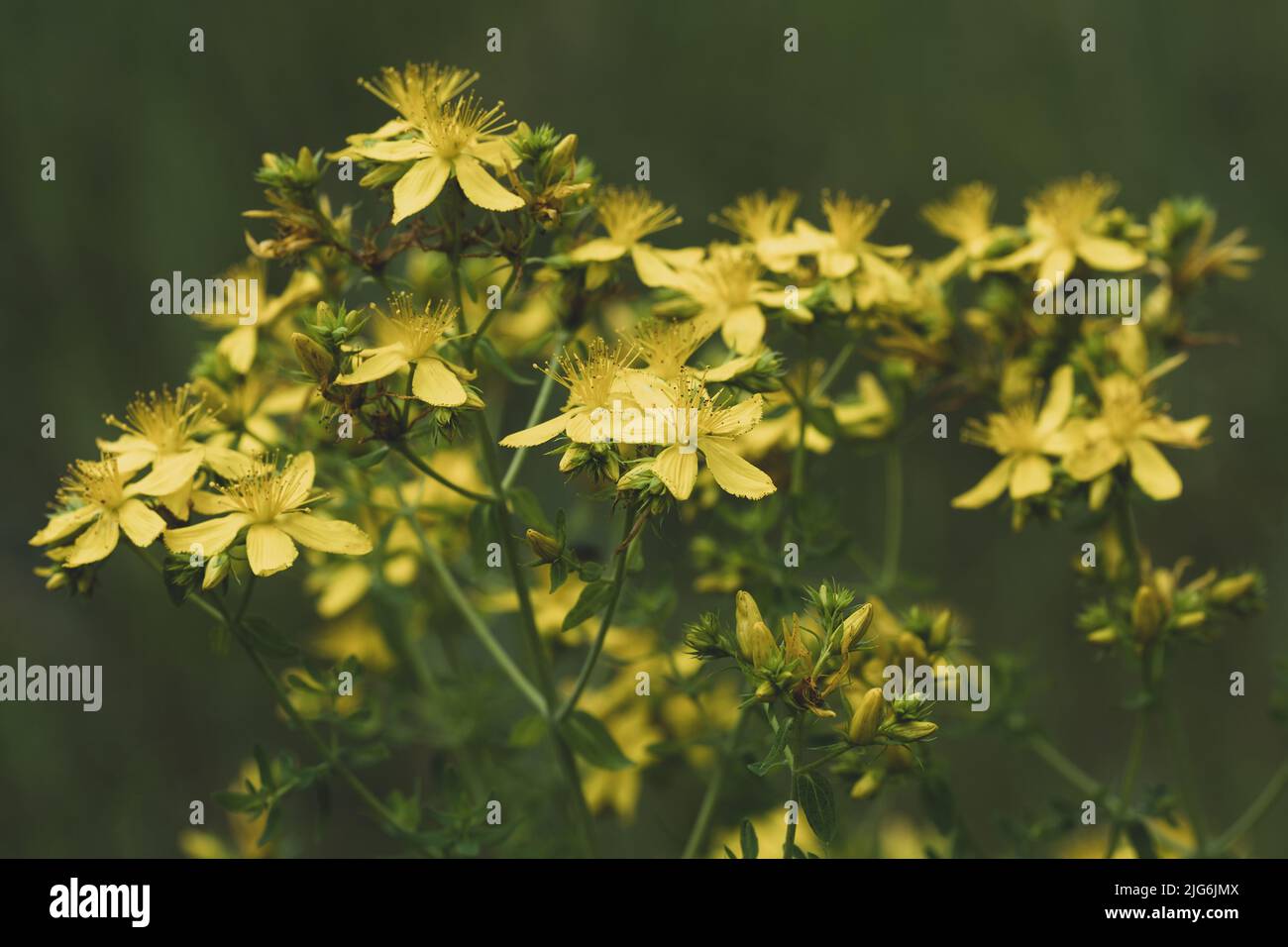 Yellow inflorescences of Hypericum perforatum (St. John's wort) close ...