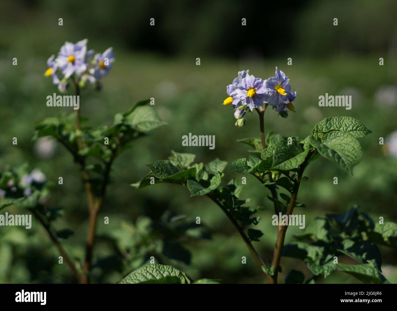 white flowers flowering potato plant 2 Stock Photo - Alamy