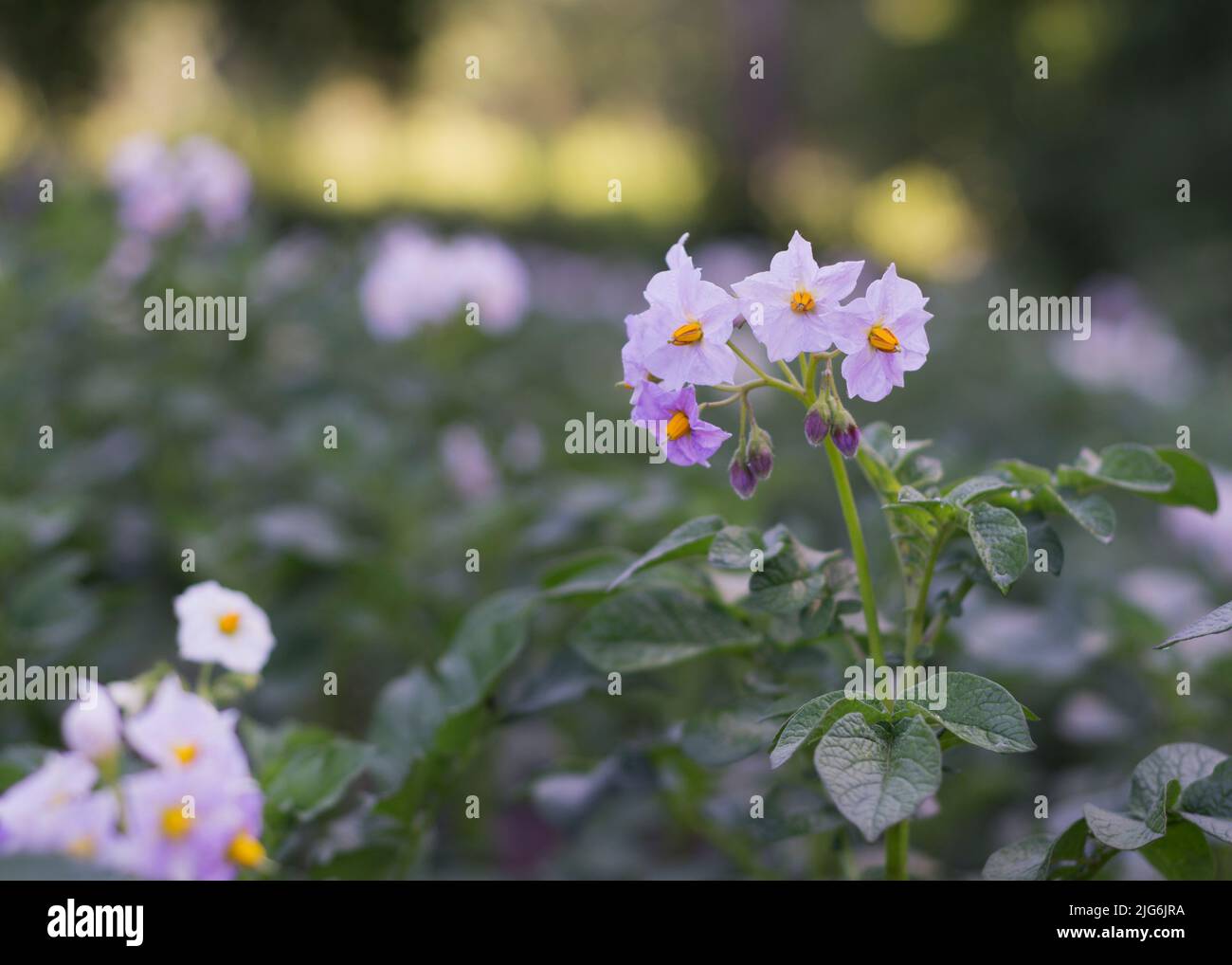 white flowers flowering potato plant Stock Photo - Alamy