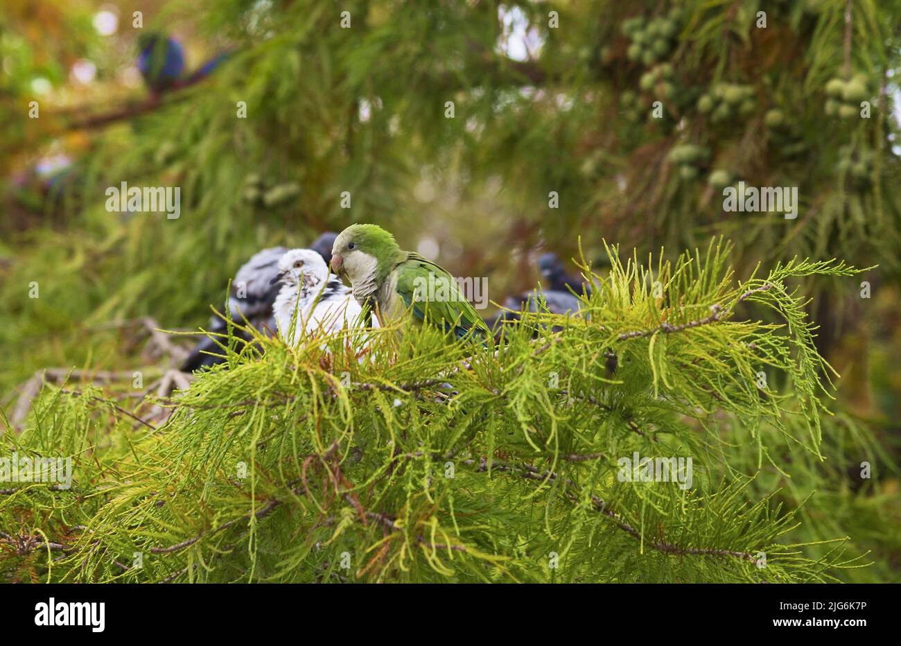 The parrot and doves on a tree branch in the park. Barcelona, Spain ...