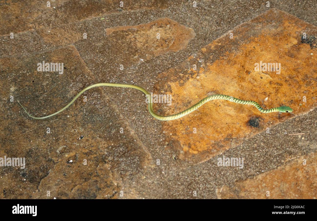 Supra ocular scale hi-res stock photography and images - Alamy