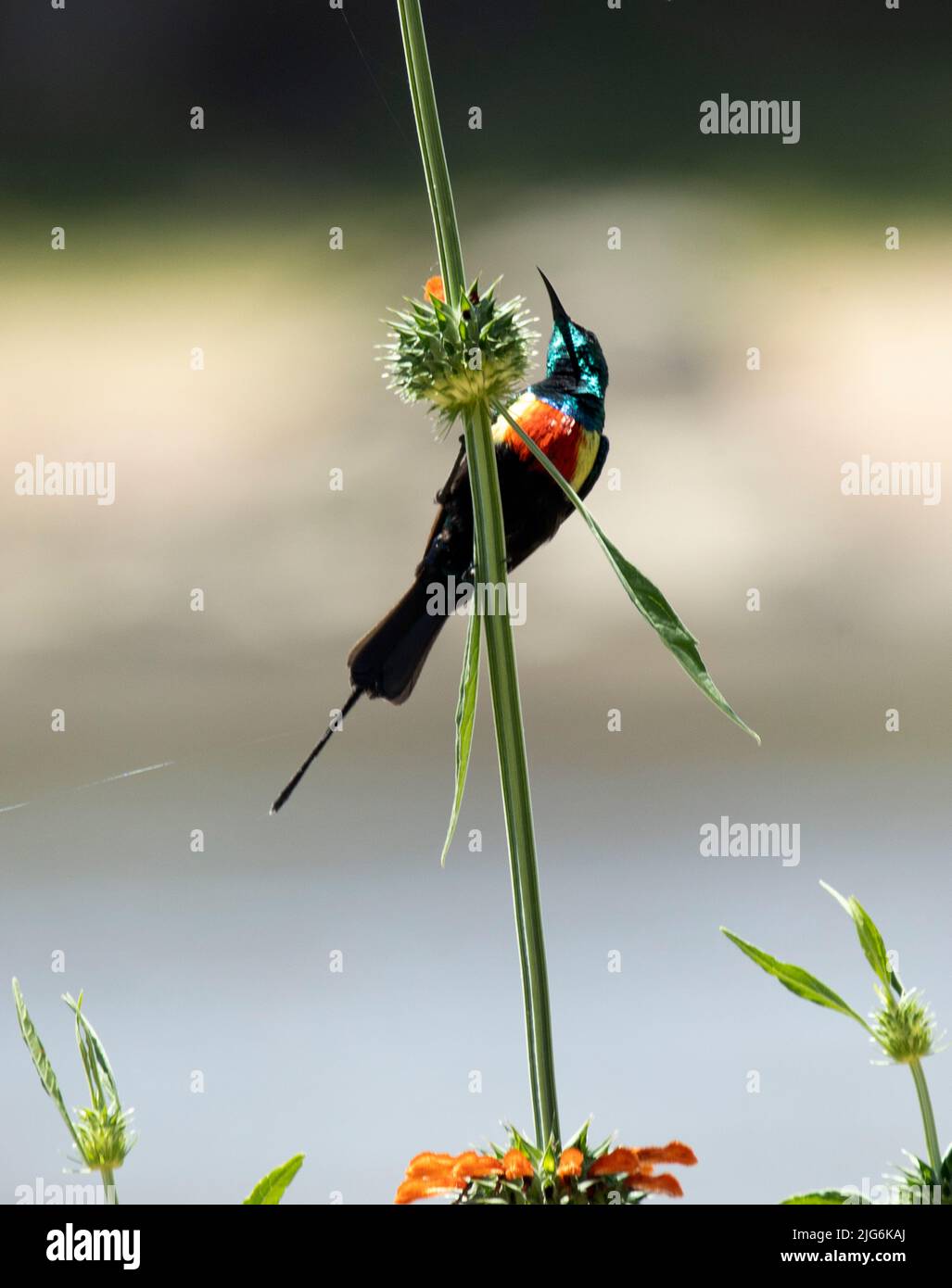 The aptly named male Beautiful Sunbird has vivid iridescent plumage as ...
