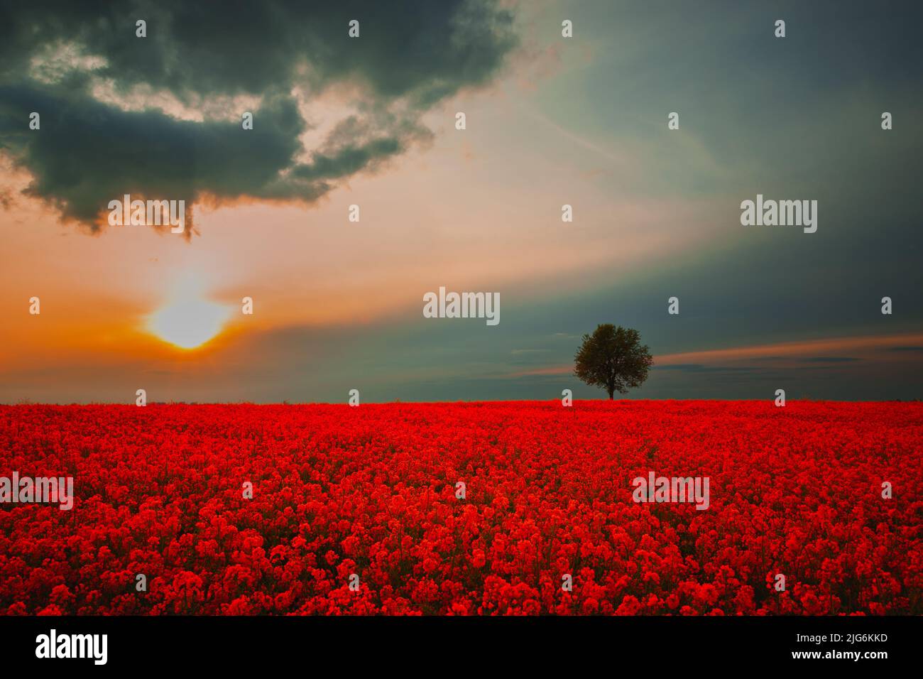 Abstract red field and lone tree, spring sunset view Stock Photo - Alamy