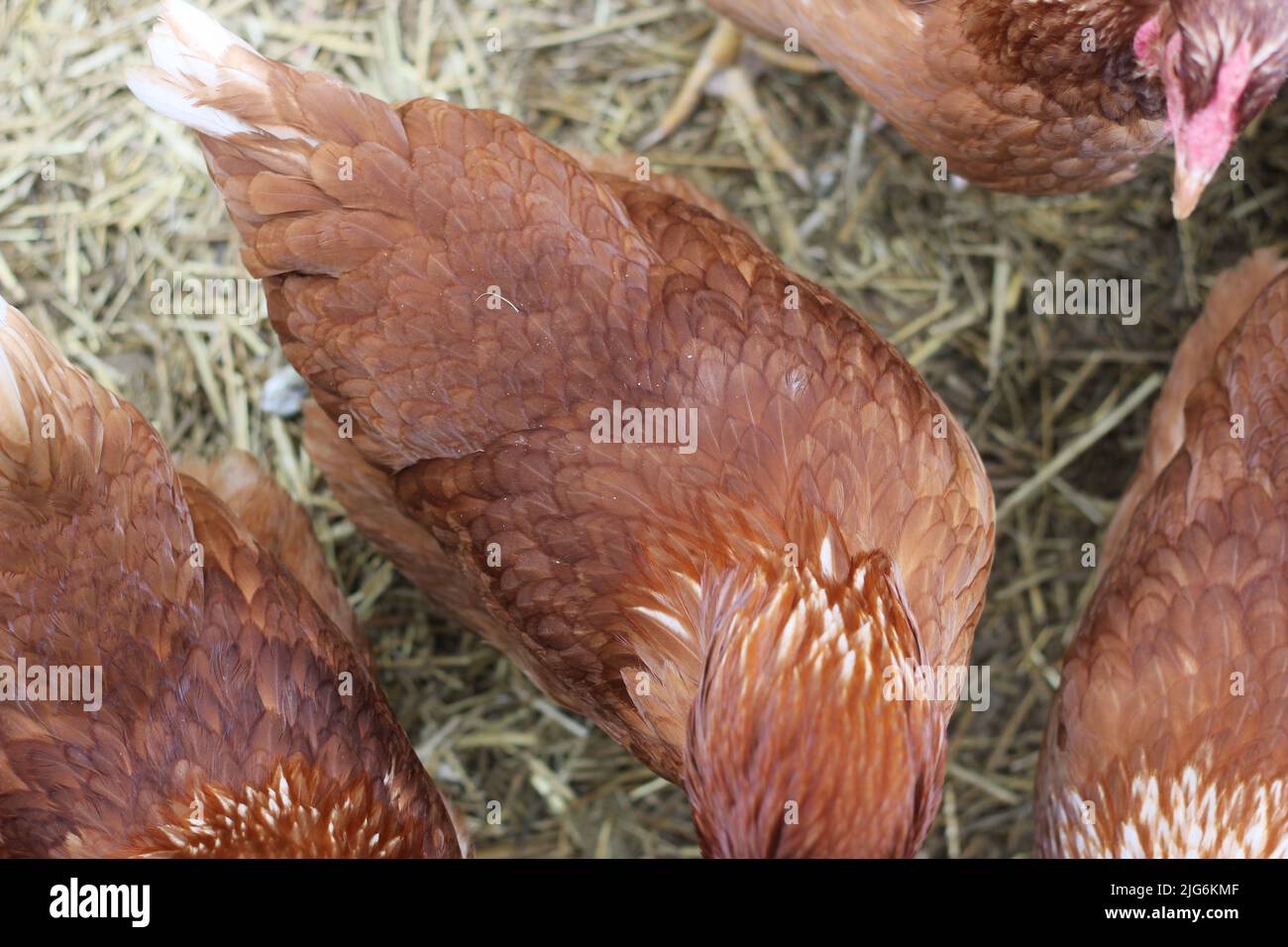 Free range chickens strutting around the barn yard Stock Photo - Alamy