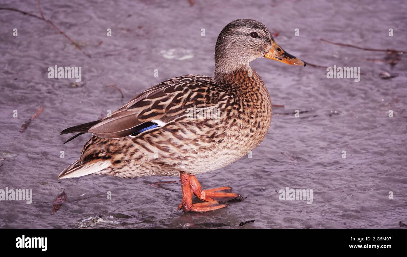 Albino ducks hi-res stock photography and images - Alamy