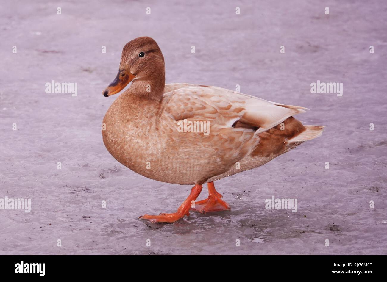 Ducks in the winter on ice Kiev Ukraine Stock Photo - Alamy