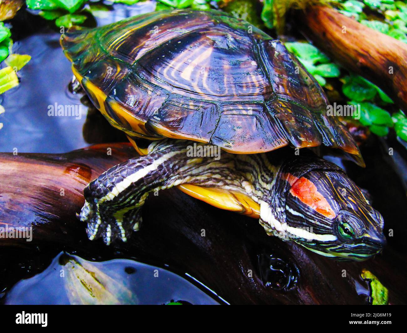 Water turtle swims Stock Photo - Alamy