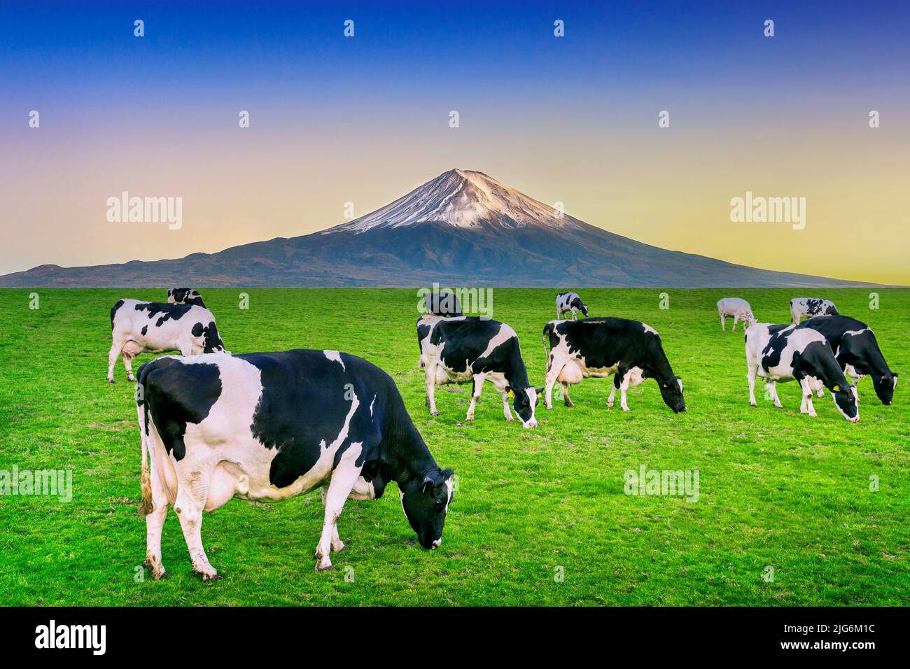 Cows eating lush grass on the green field in front of Fuji mountain ...