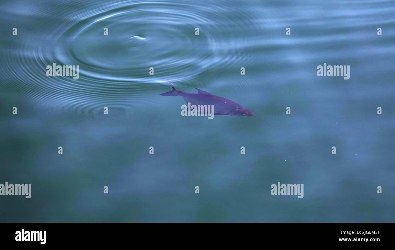 The fish is swimming in the clear water of the lake, splashing out of ...