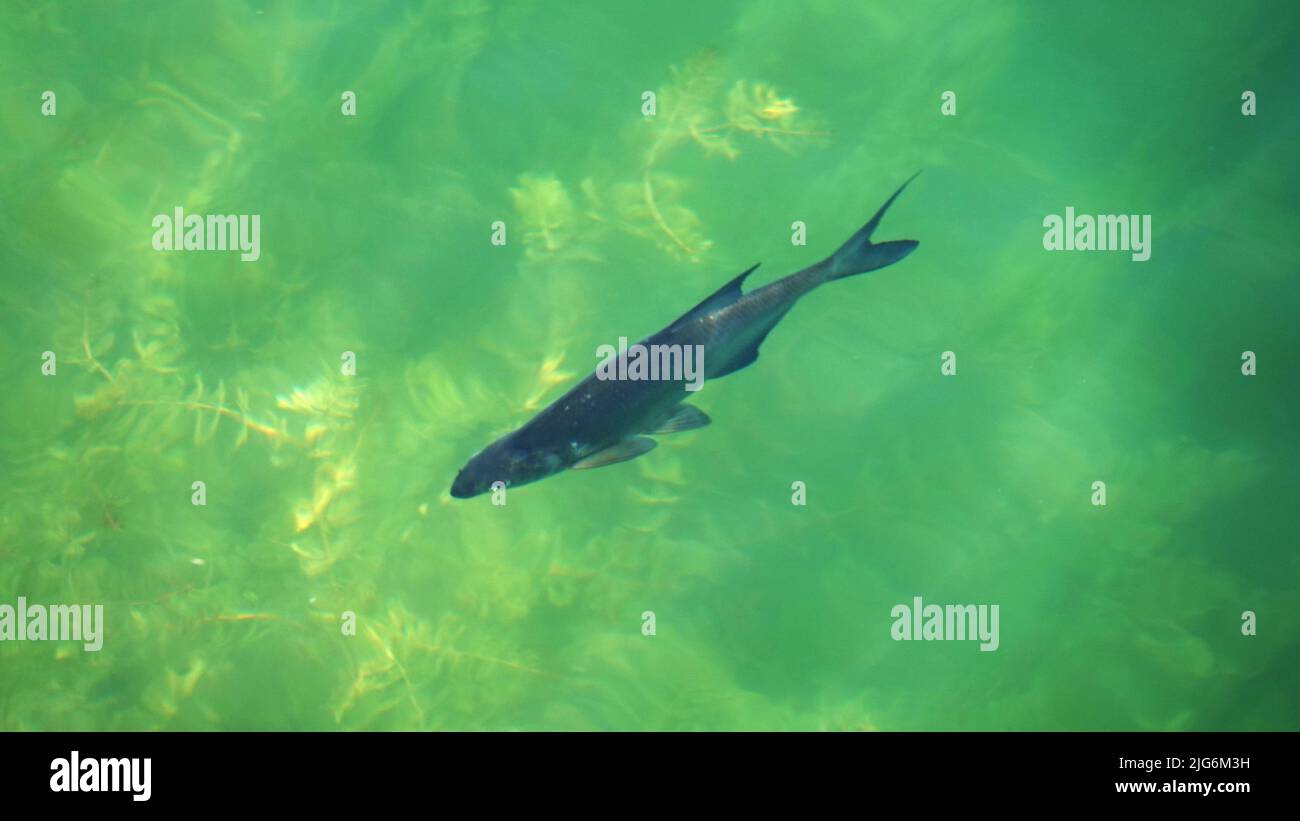 The fish is swimming in the clear water of the lake, splashing out of ...