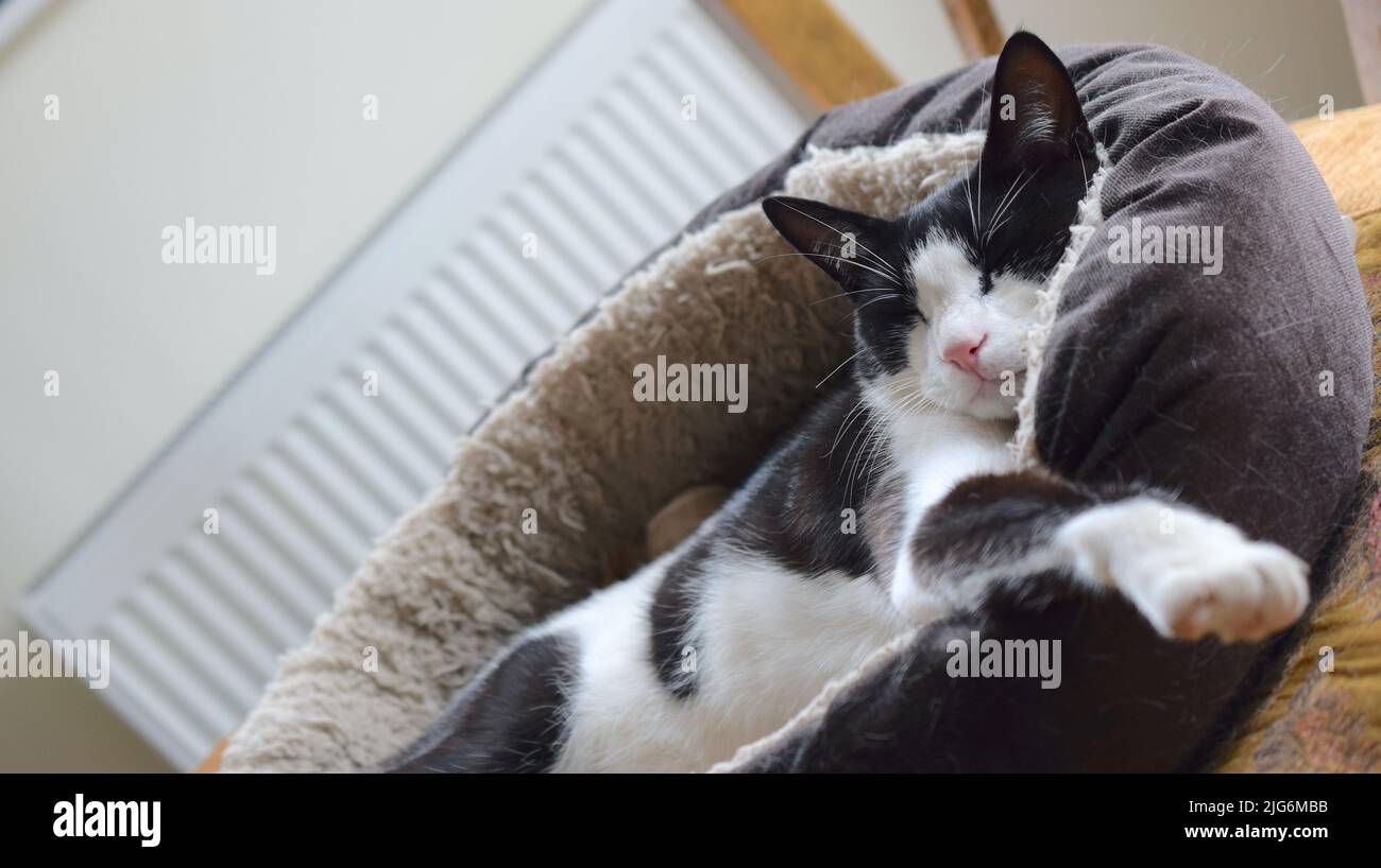 Cute relaxed cat is sleeping in her bed at home Stock Photo - Alamy