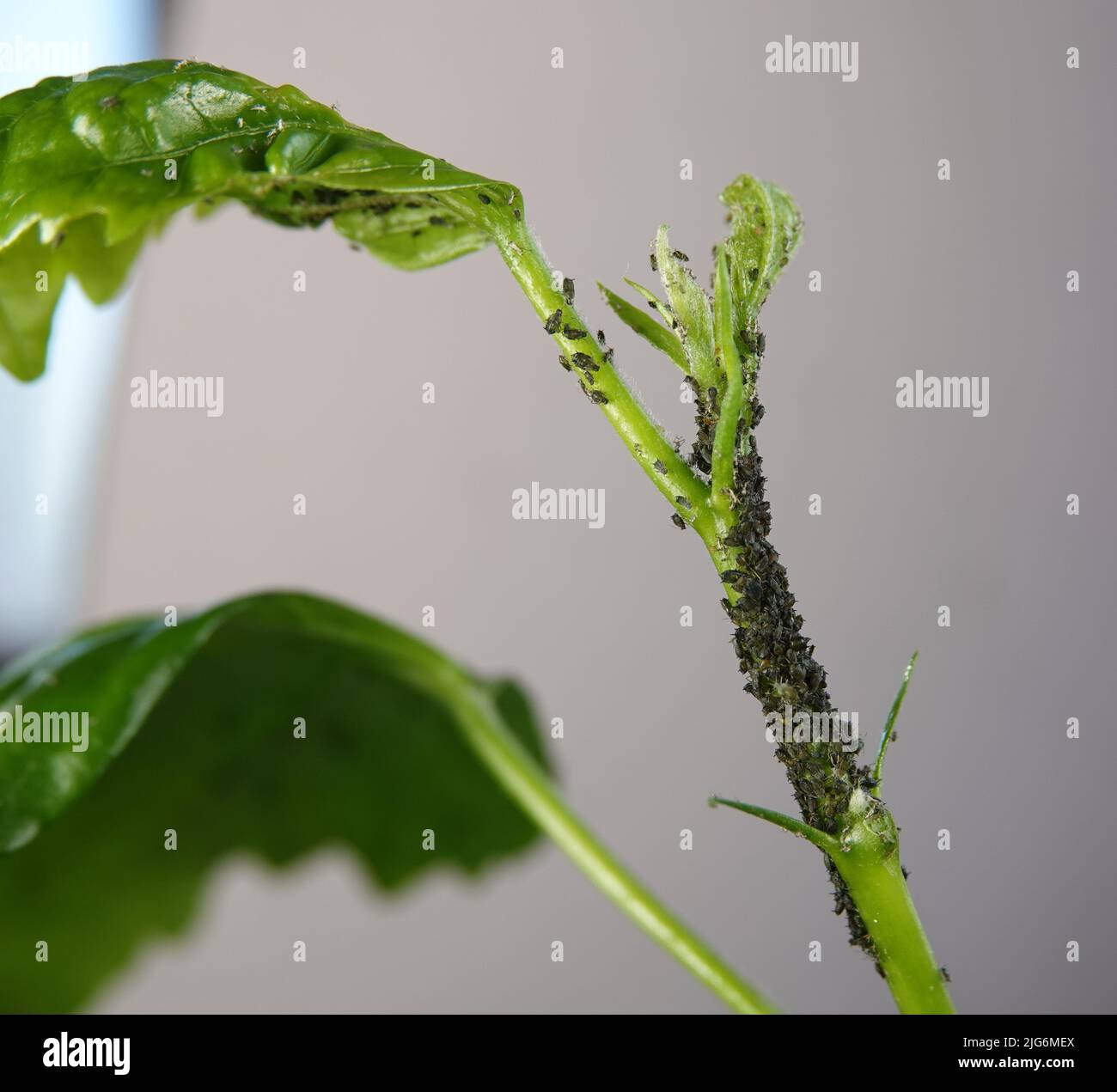 Aphids - insect pests on the green leaves of the plant Stock Photo - Alamy