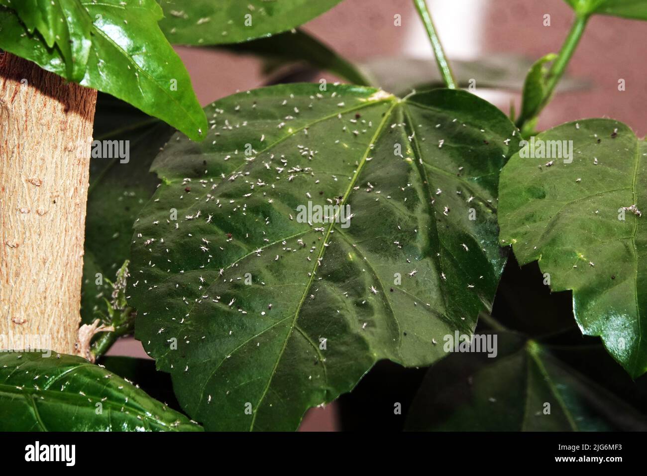 Aphids insect pests on plant leaves Stock Photo - Alamy