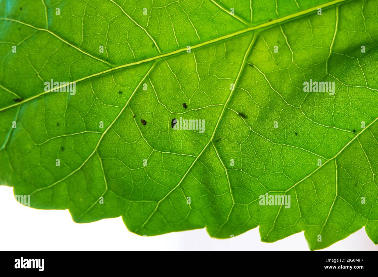 Aphids insect pests on plant leaves Stock Photo - Alamy