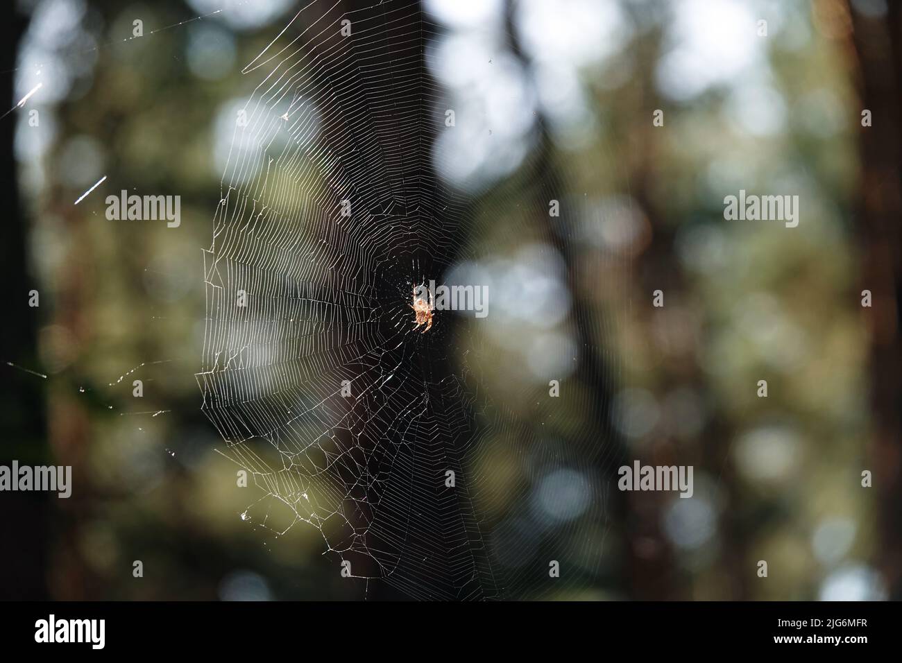 Spider Common cross sits on a web living in the Ukrainian forests Stock ...