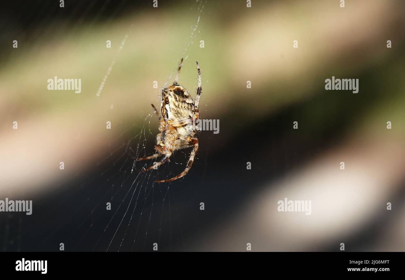 Common forest wolf spider hi-res stock photography and images - Alamy