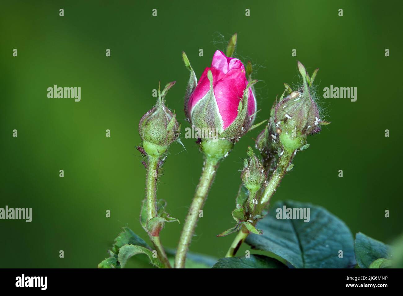 Aphid-covered rose are insect pests Stock Photo - Alamy