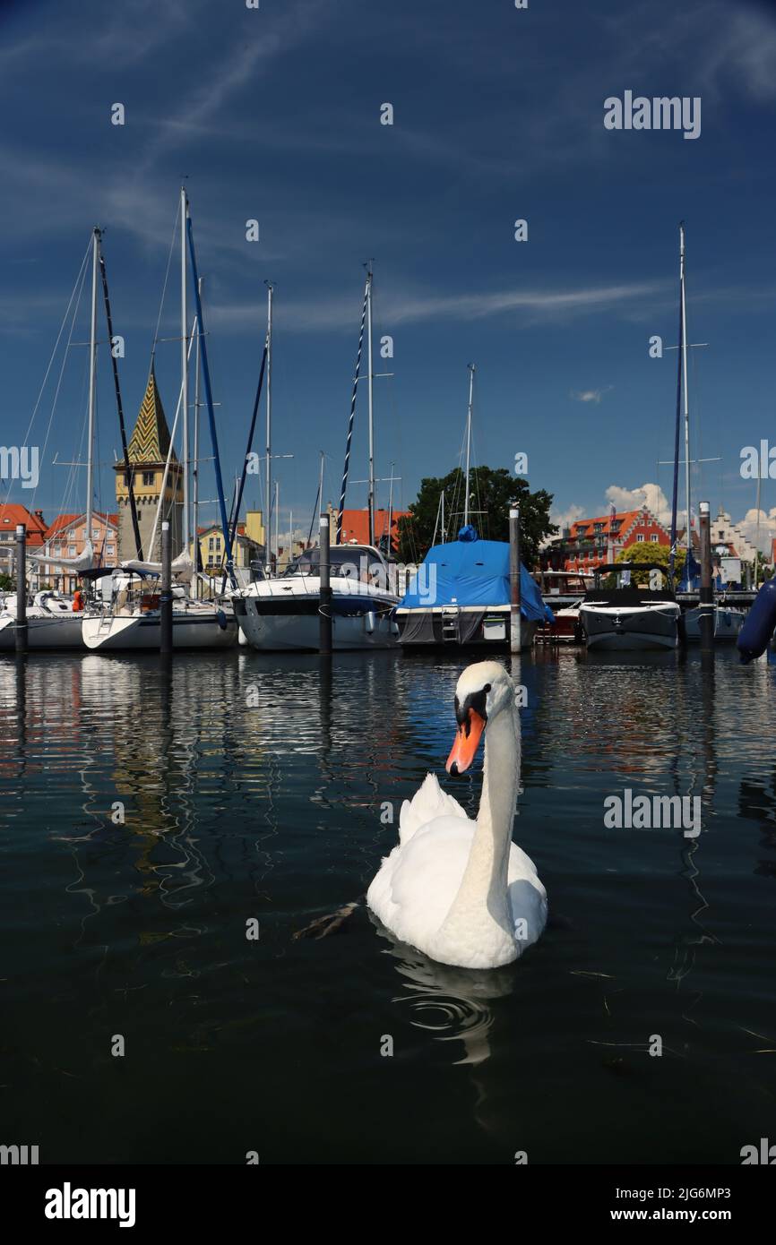 happy swan family with 4 growing up childs enjoy summer at lake ...