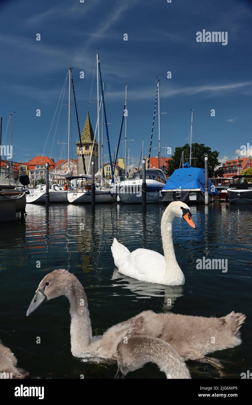 happy swan family with 4 growing up childs enjoy summer at lake ...