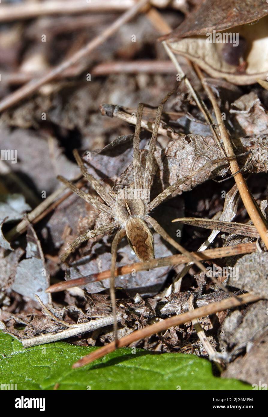 Field wolf spider hi-res stock photography and images - Alamy