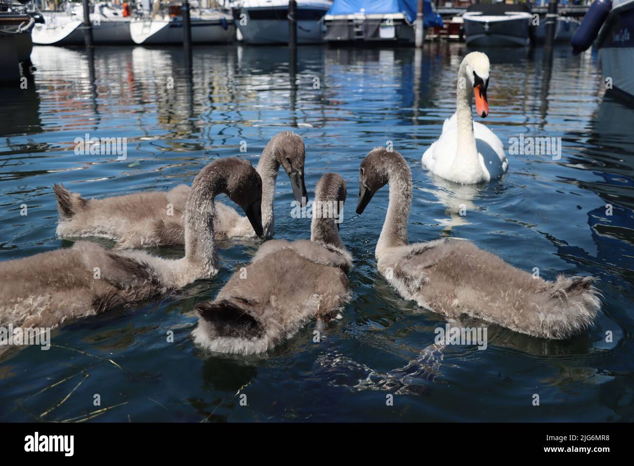 happy swan family with 4 growing up childs enjoy summer at lake ...