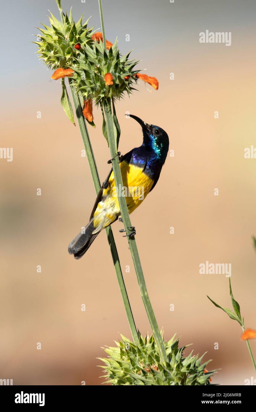 The vivid colours of a male Yellow-bellied or Variable Sunbird. There ...