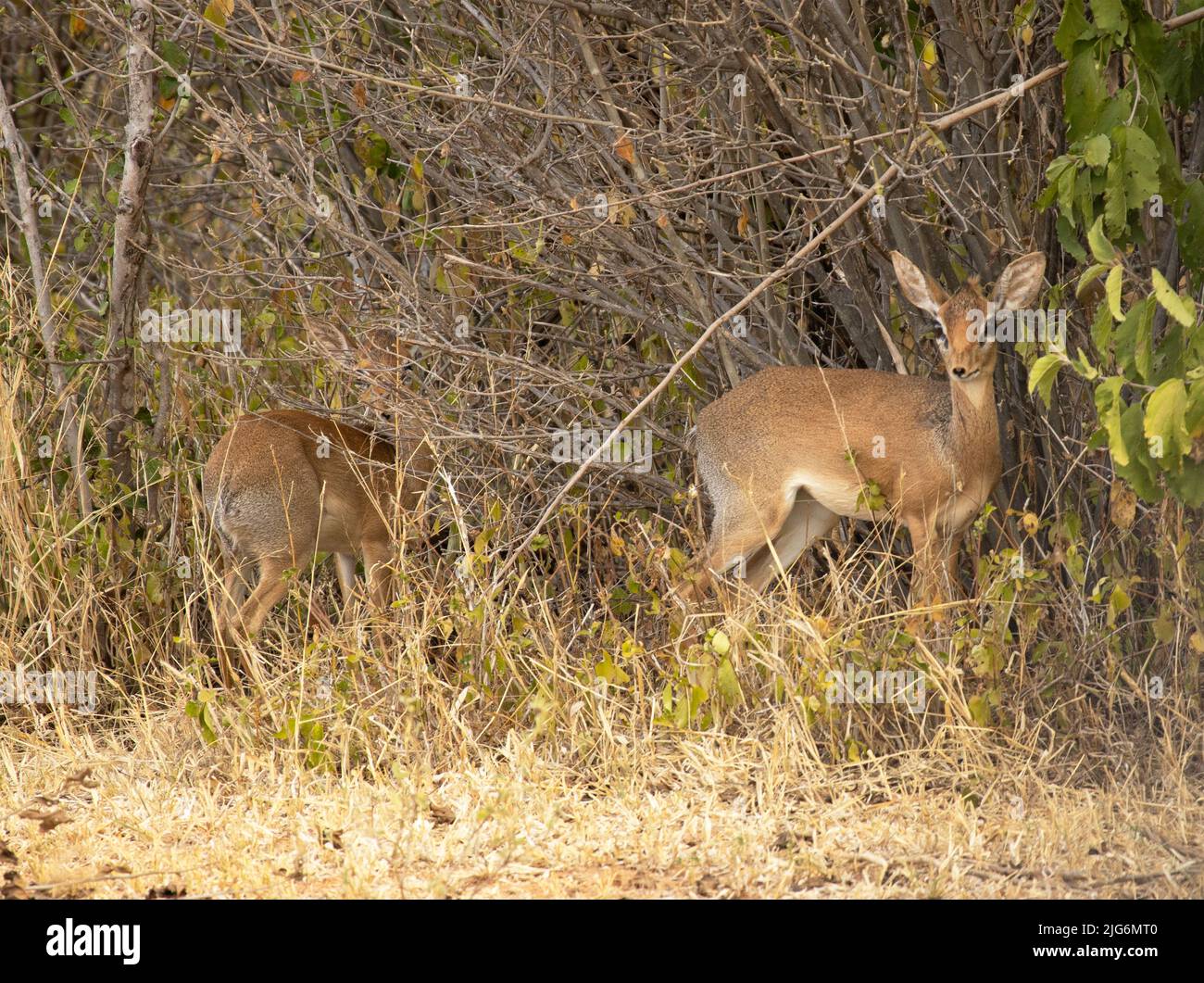 The Kirk's Dik-Dik is a diminutive and secretive antelope that prefers ...