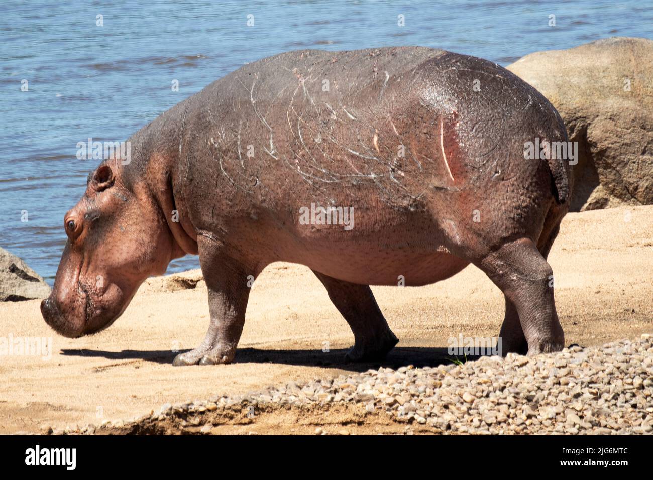 Hippopotamus with scars hi-res stock photography and images - Alamy