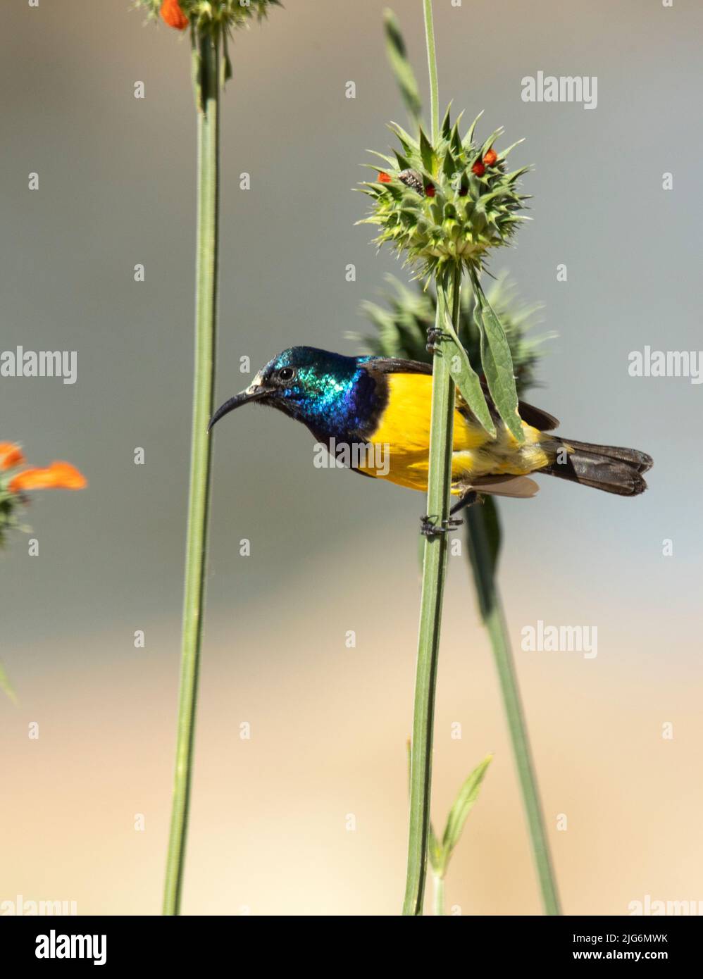 The iridescent colours of a male Yellow-bellied or Variable Sunbird ...