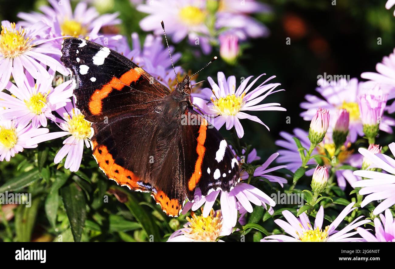Butterfly eats nectar with flowers in its proboscis Stock Photo - Alamy
