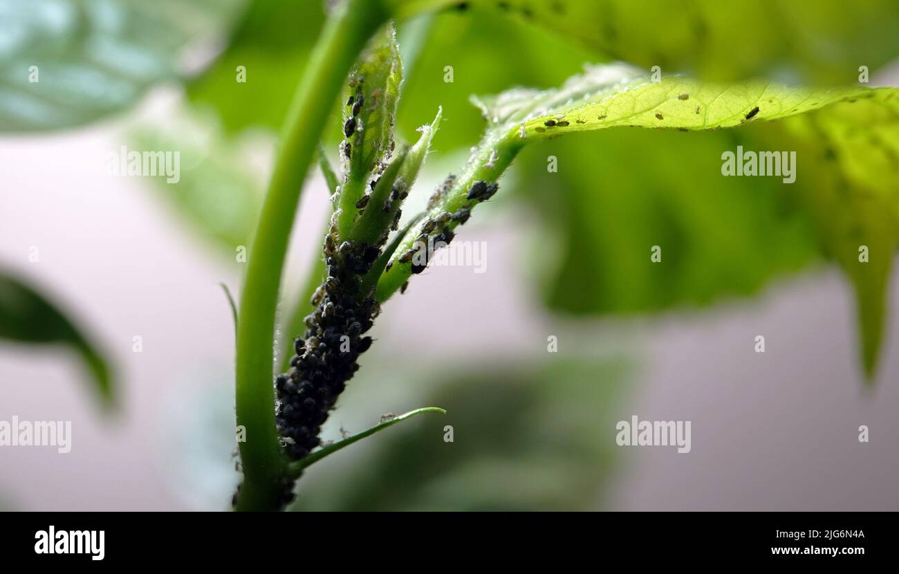Aphids - insect pests on the green leaves of the plant Stock Photo - Alamy