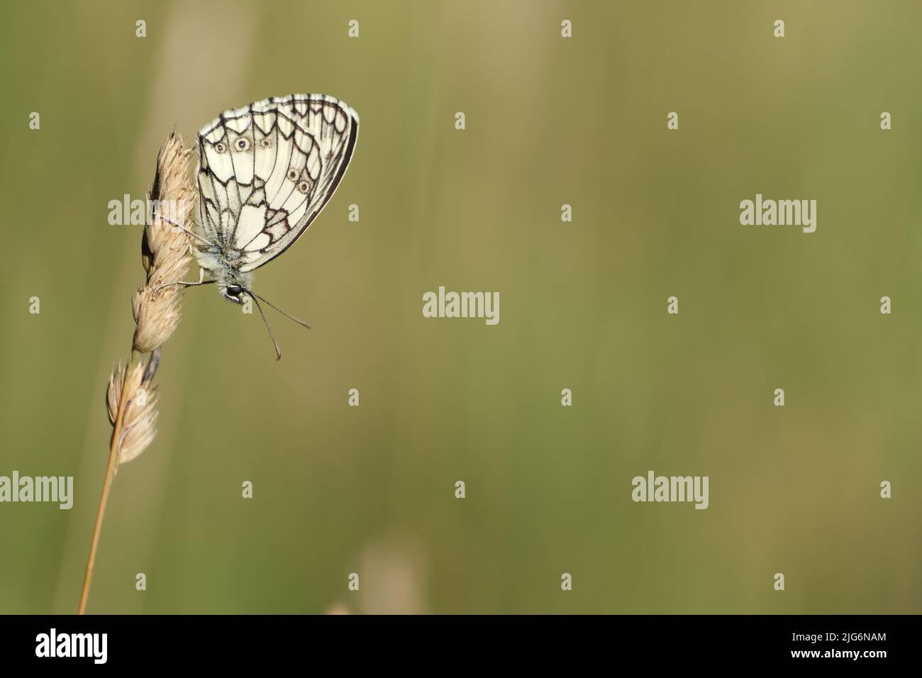 Marbled White butterfly close up, black and white butterfly on a plant ...