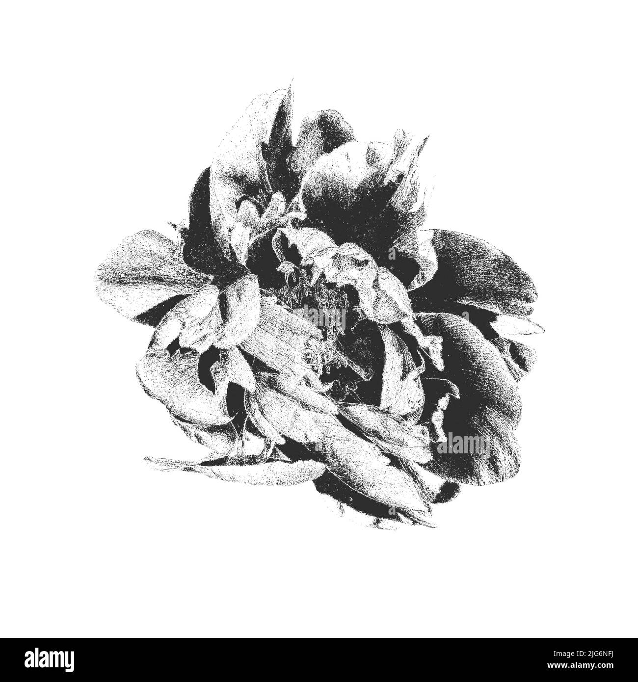 Hand draw peony flower in retro style. Distress vector illustration ...