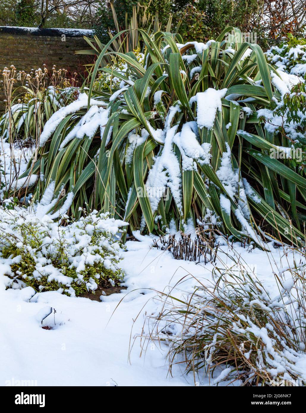 Phormium (New Zealand Flax) covered in snow. This large plant dominates ...