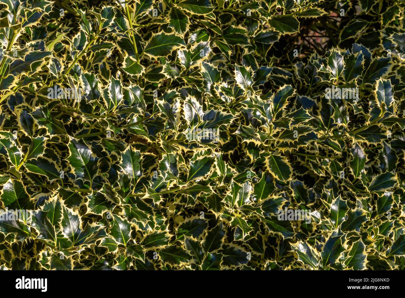 Variegated holly ilex aquifolium hi-res stock photography and images ...