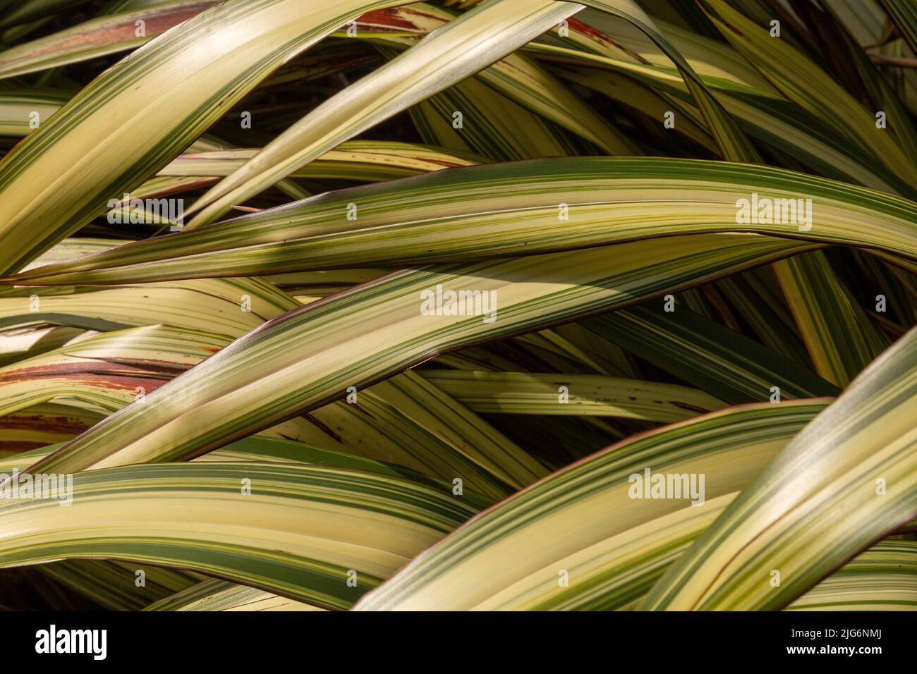 Phormium Tenax Variegata foliage. The close up image of the leaves ...